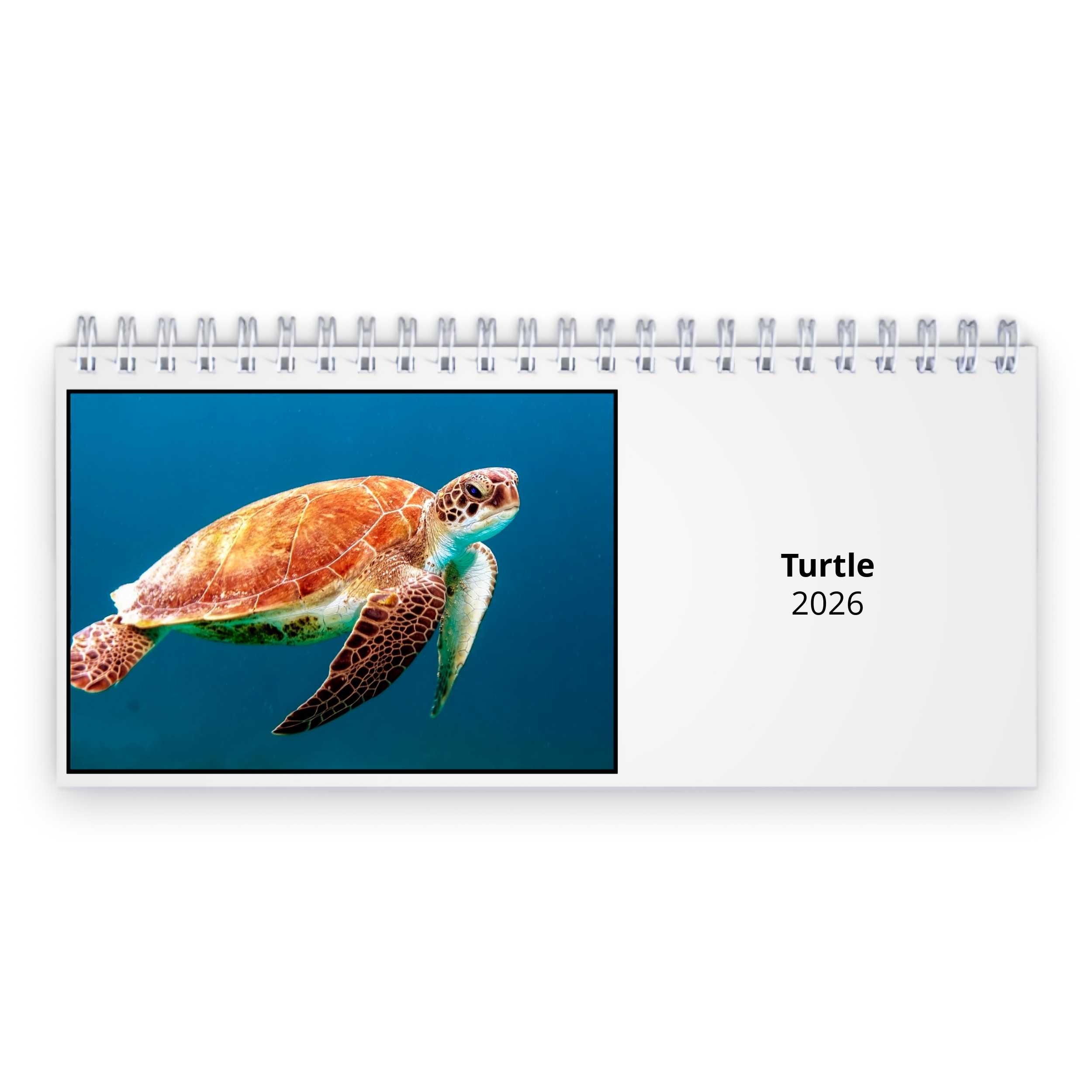 Turtle 2025 Desk Calendar