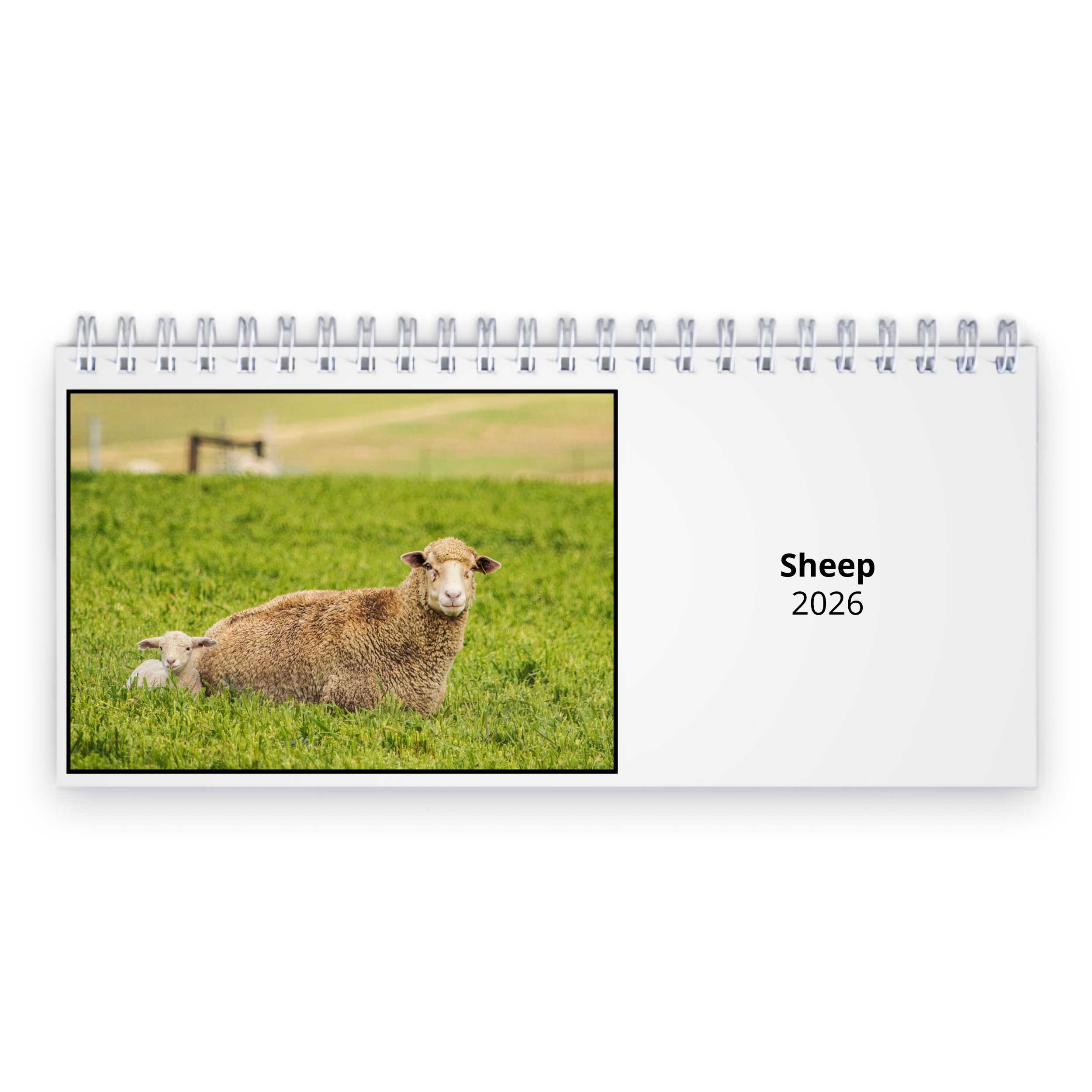 Sheep 2026 Desk Calendar